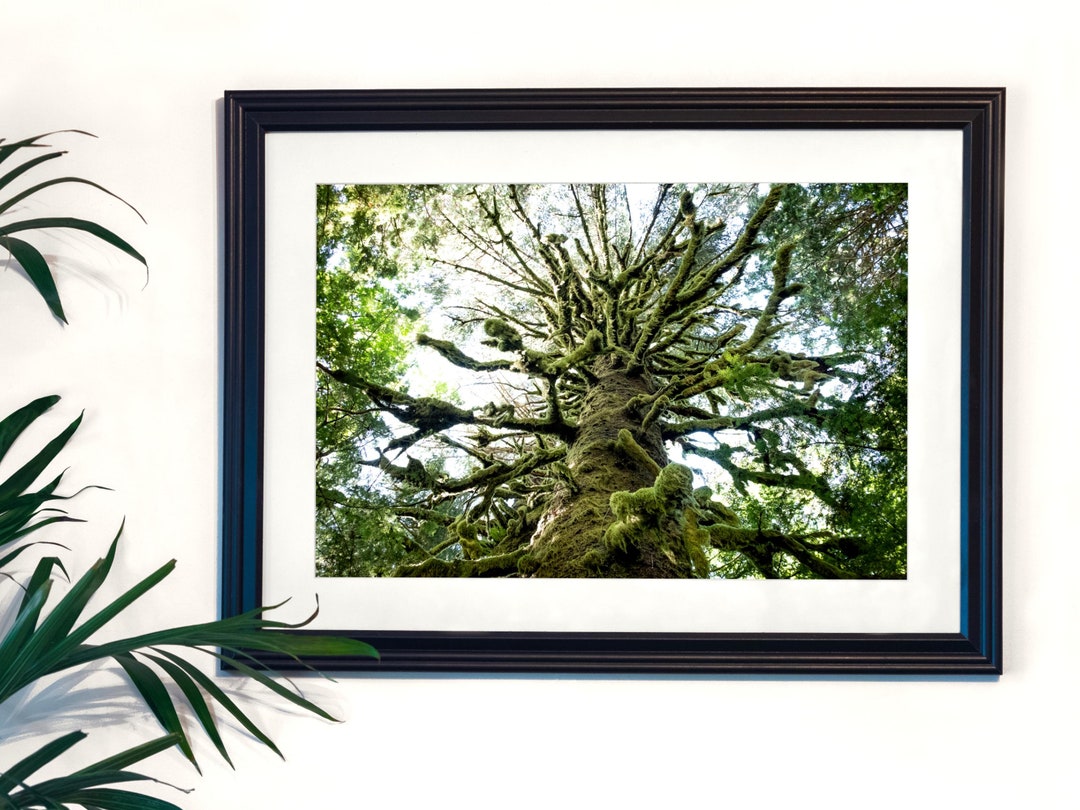 Tree Print Old Growth Tree Art Forest Print British - Etsy