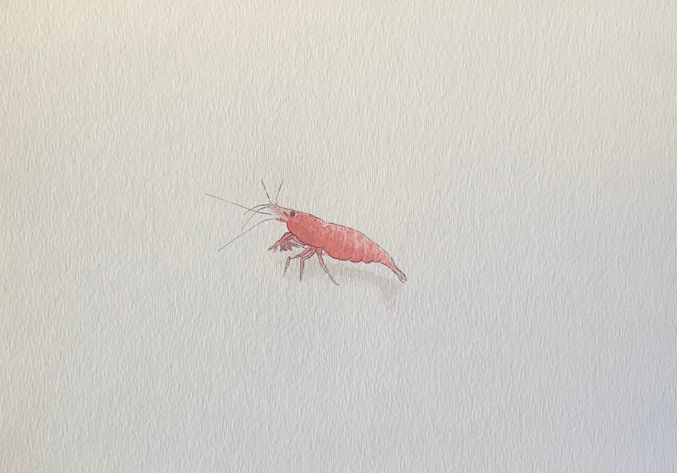 Custom Cherry Shrimp Portraits, Custom Shrimp Paintings, Neocaridina ...