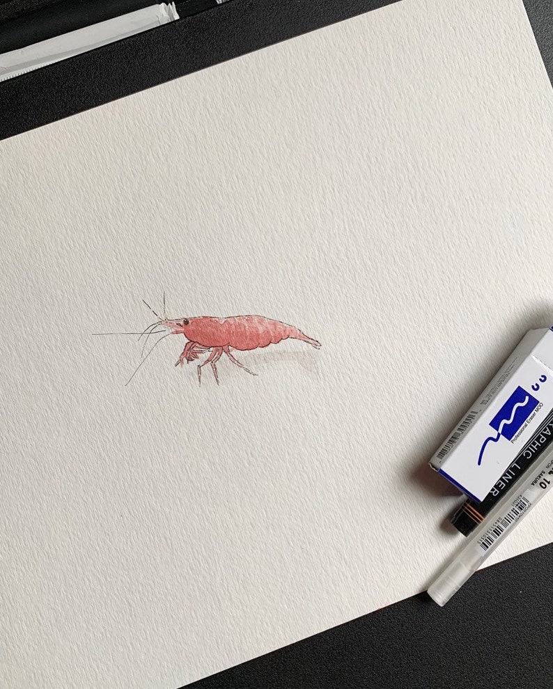 Custom Cherry Shrimp Portraits, Custom Shrimp Paintings, Neocaridina ...
