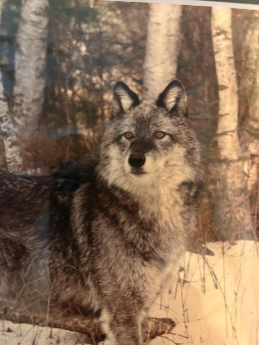 Framed Photo of Majestic Wolf in Snowy Woods, Signed by Photographer ...