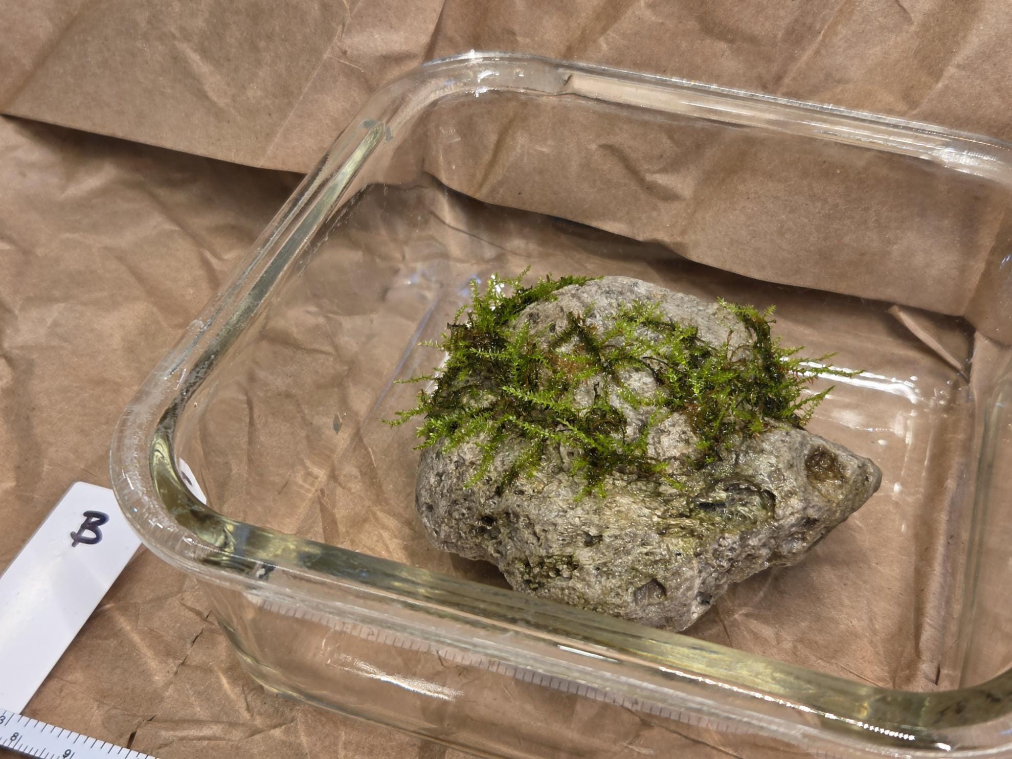 Pumice Stone With Weeping Moss - Etsy
