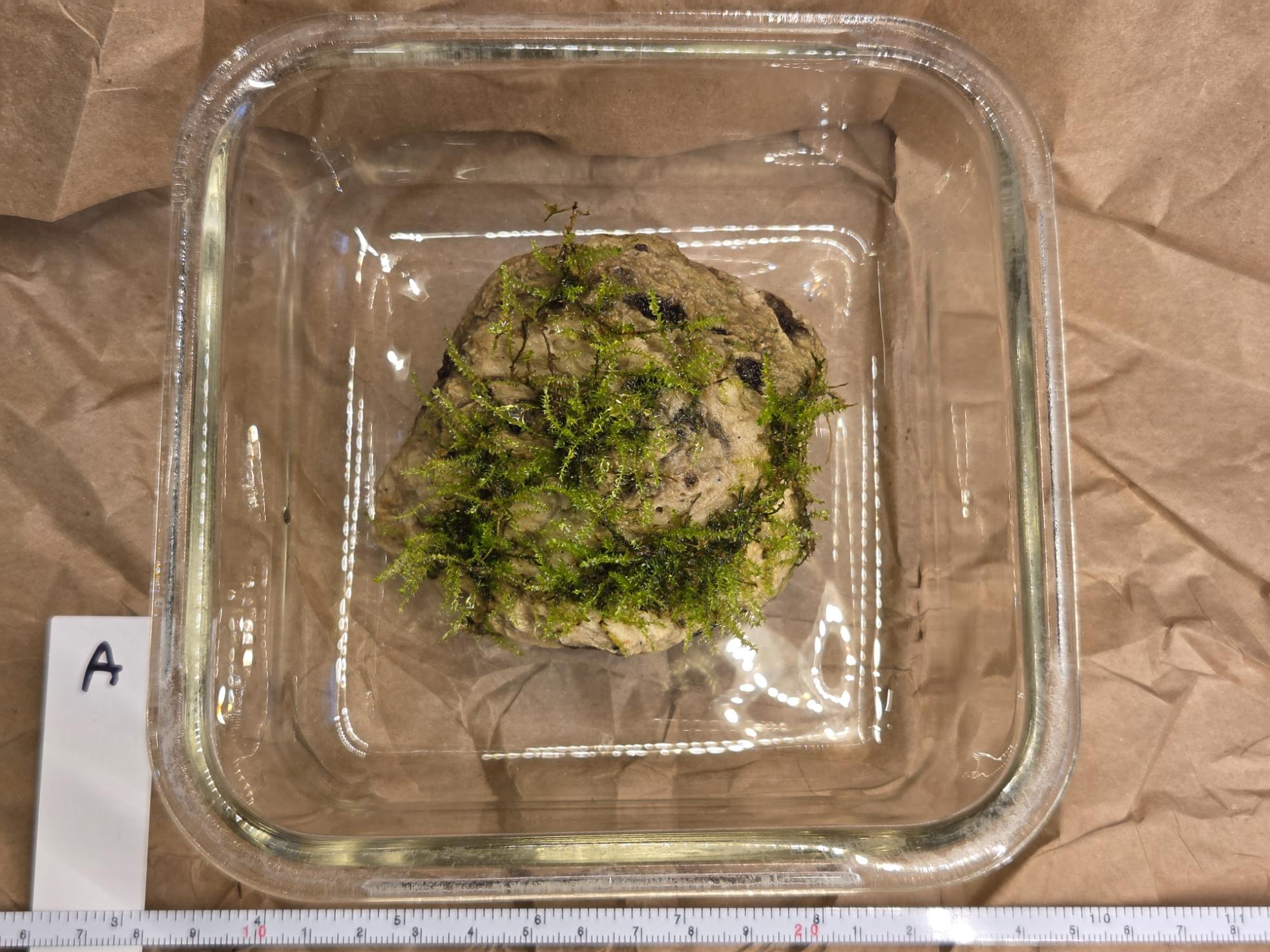 Pumice Stone With Weeping Moss - Etsy