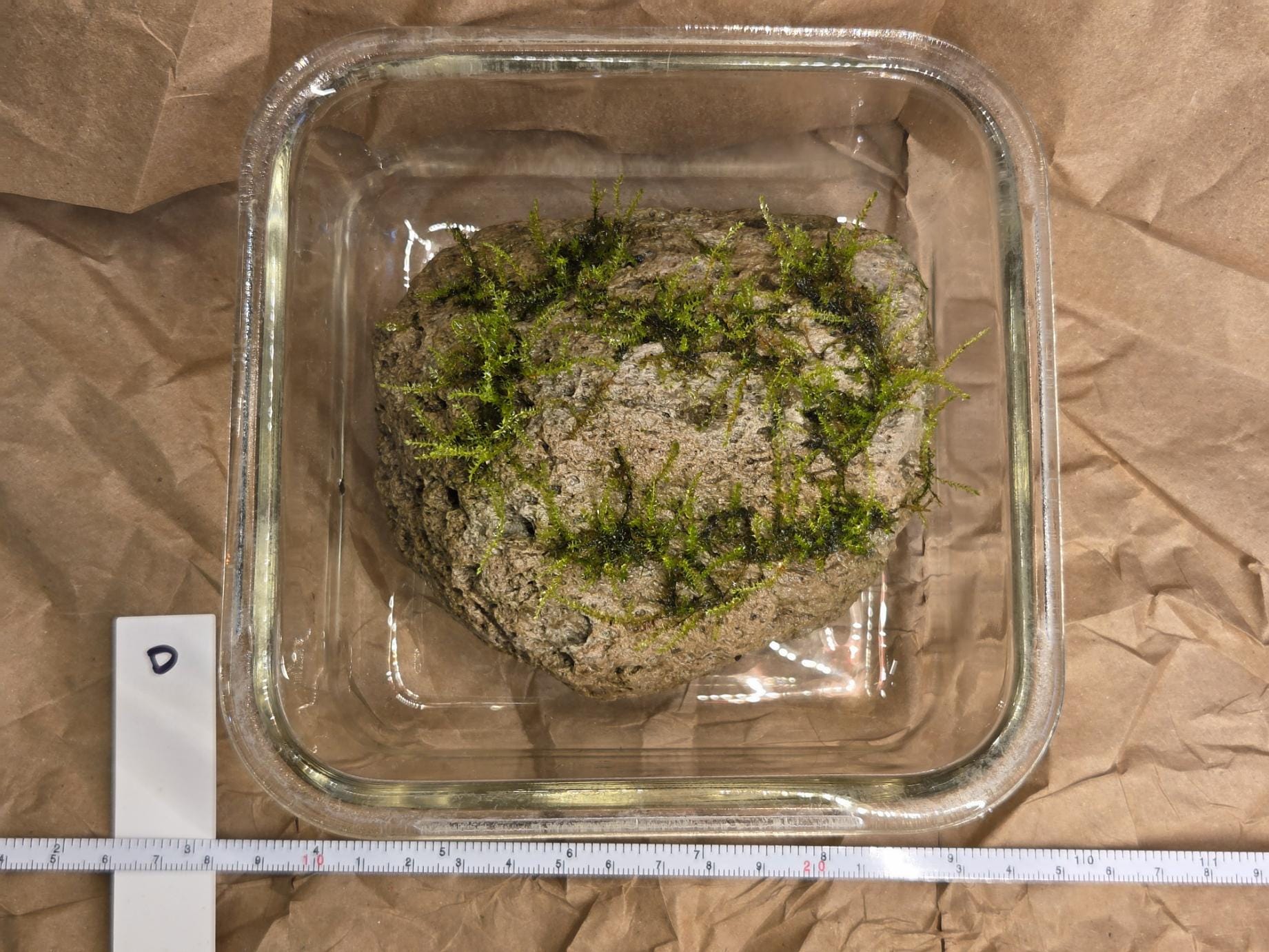 Pumice Stone With Weeping Moss - Etsy