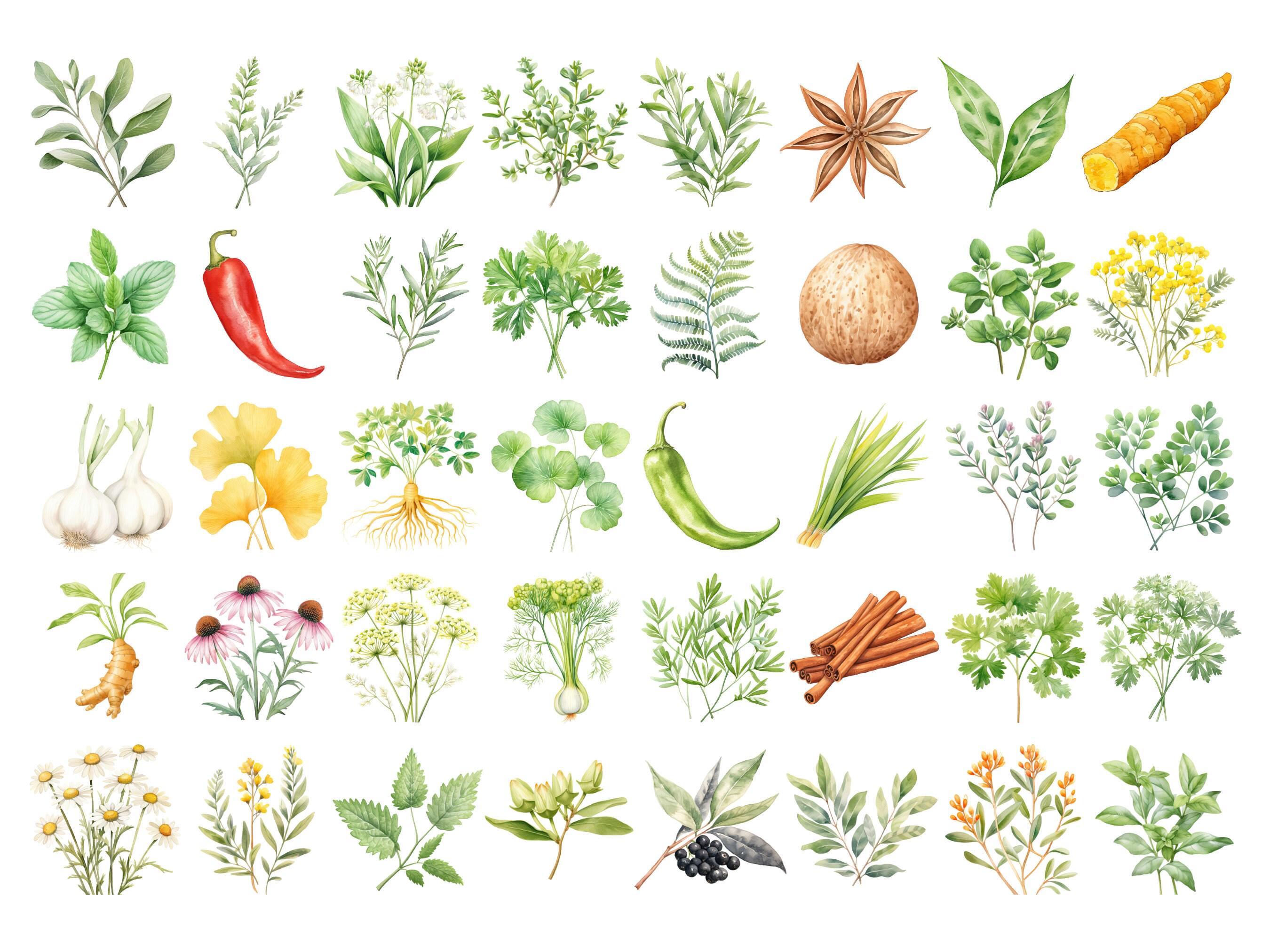 Herbs and Spices Clipart, DIGITAL DOWNLOAD Medicinal Herb Clip Art ...