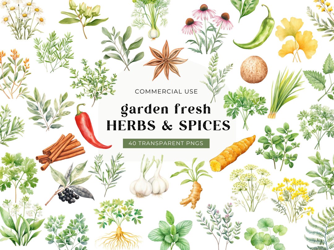 Herbs and Spices Clipart, DIGITAL DOWNLOAD Medicinal Herb Clip Art ...