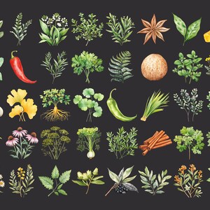 Herbs and Spices Clipart, DIGITAL DOWNLOAD Medicinal Herb Clip Art ...