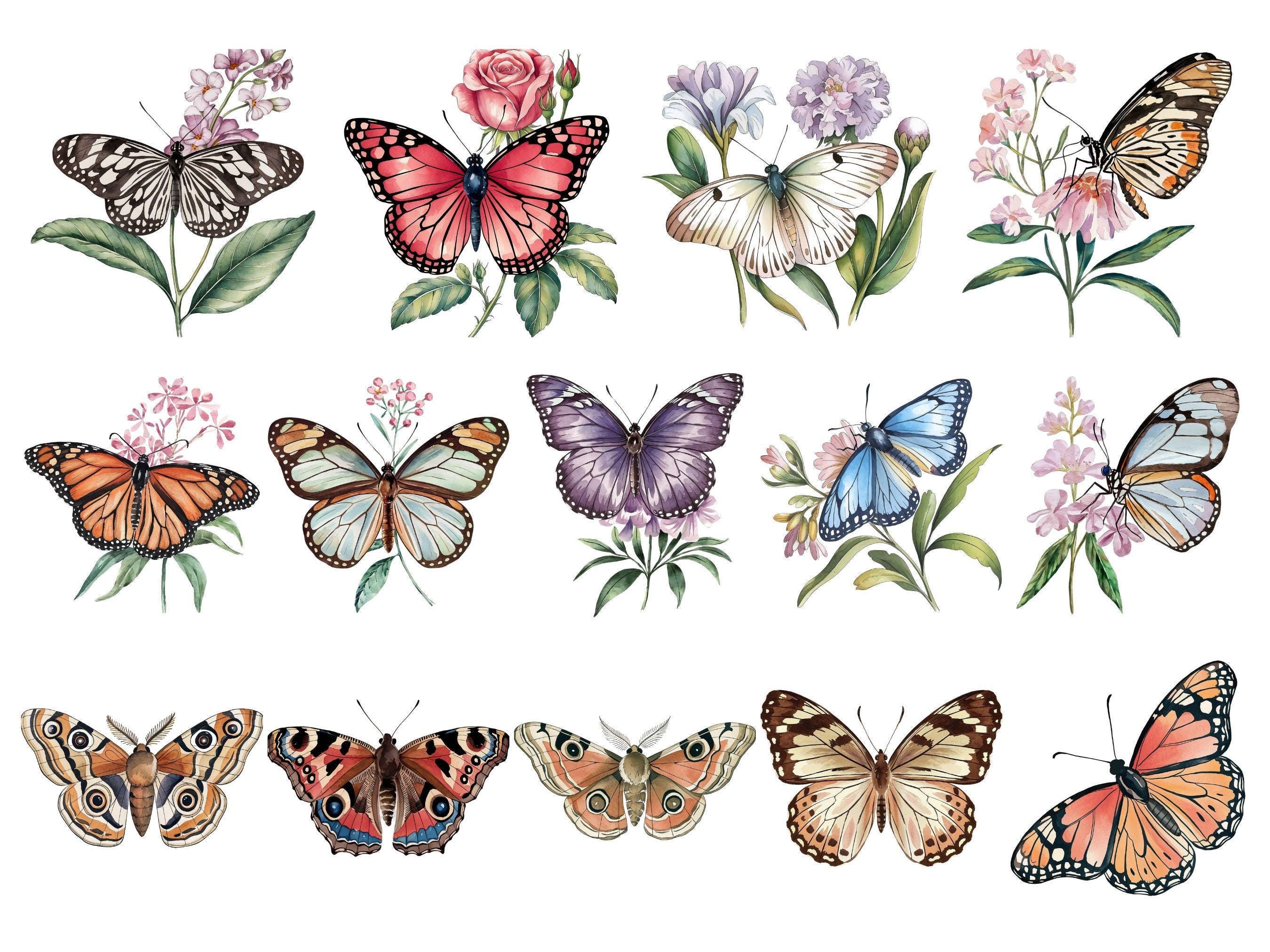 Vintage Butterfly Moth Clipart, DIGITAL DOWNLOAD, Watercolor ...