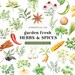 Herbs and Spices Clipart, DIGITAL DOWNLOAD Medicinal Herb Clip Art ...
