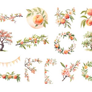 Peach Clipart Commercial Use, DIGITAL DOWNLOAD, Watercolor Peaches ...