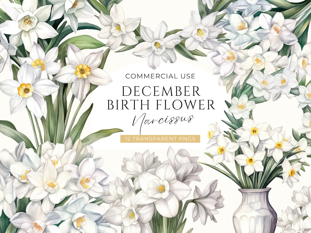 Narcissus Flower Clipart, DIGITAL DOWNLOAD, Birth Month December Clip ...
