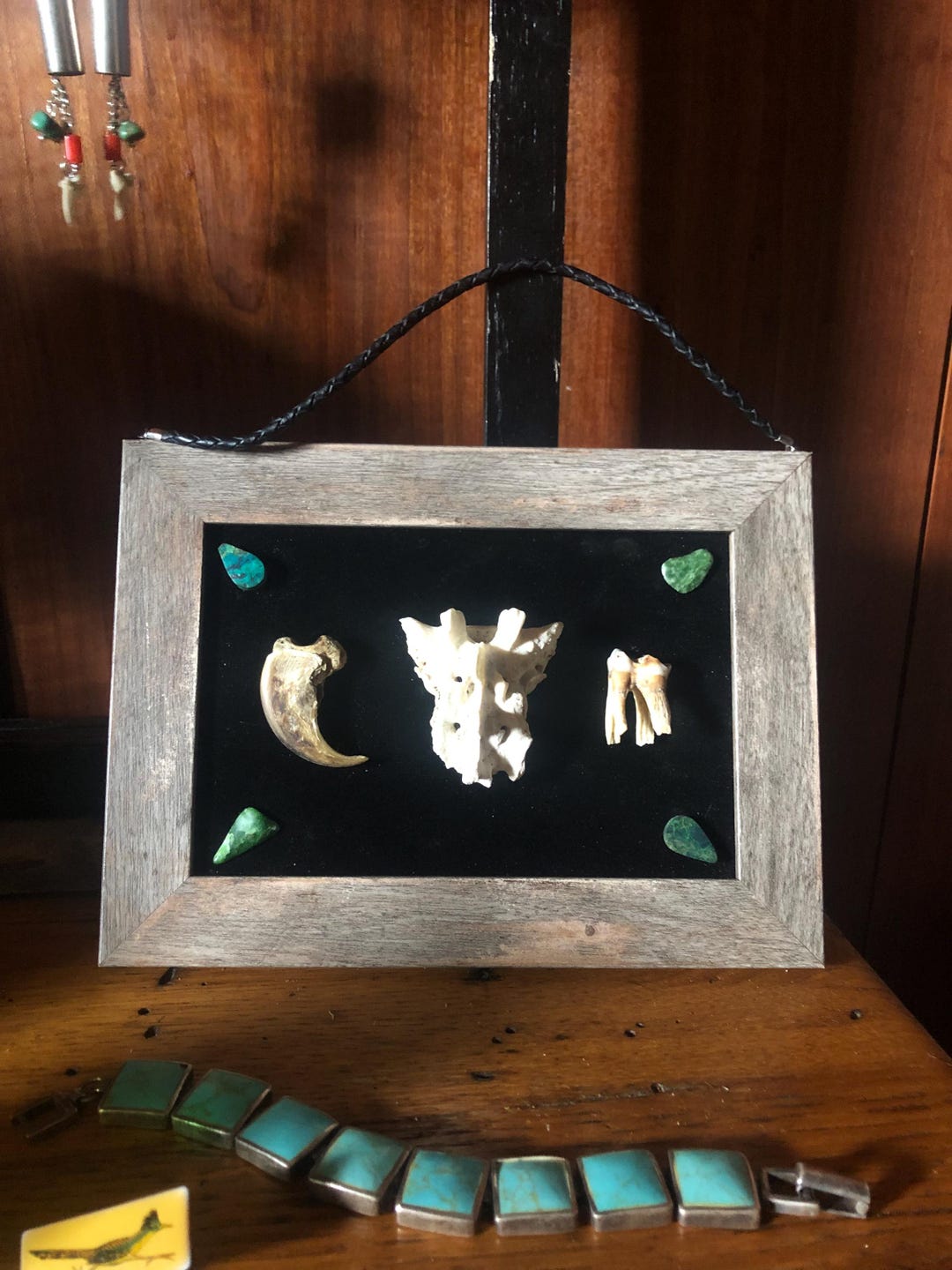 Bear Claw, Coyote Sacrum and Hog Tooth Display - Etsy