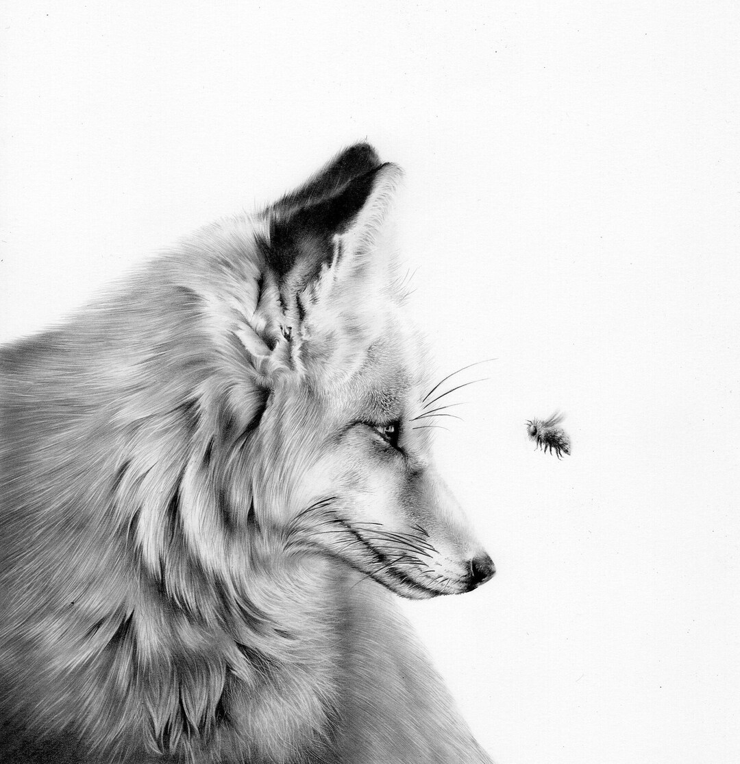 Original Pencil Drawing of the Fox and the Bee - Etsy