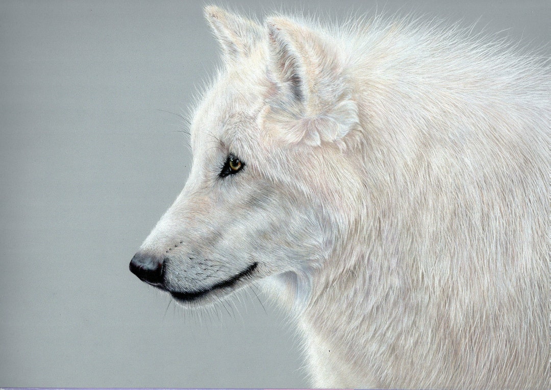 Original Pencil Drawing of a White Wolf - Etsy UK