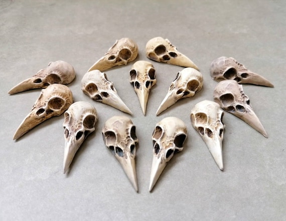 Bird Skull Front View