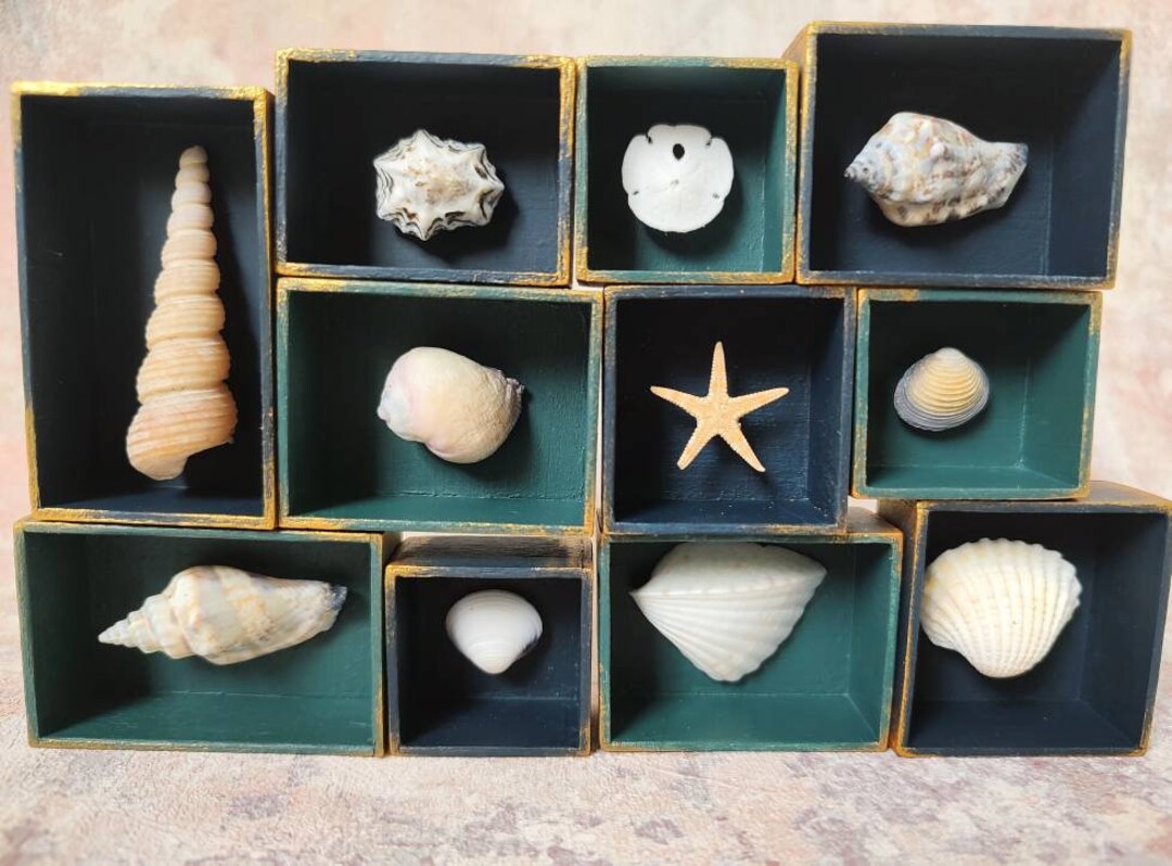 Sea Shell Curiosity Box Display - Etsy UK