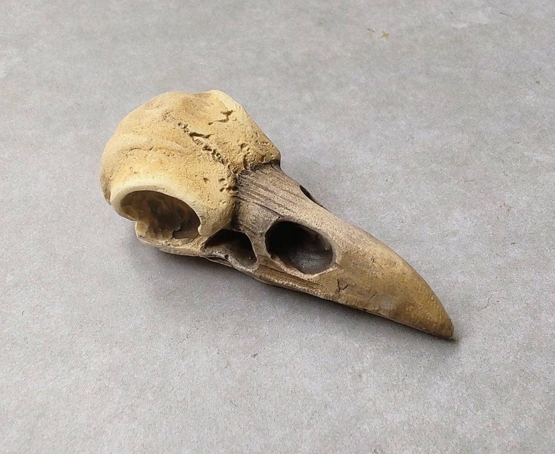 Bird Skull Replica Ornament X1 - Etsy UK