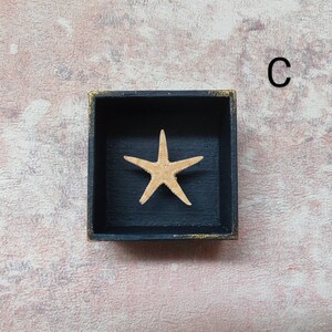 Sea Shell Curiosity Box Display - Etsy UK