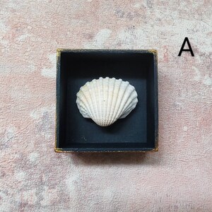 Sea Shell Curiosity Box Display - Etsy UK