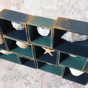 Sea Shell Curiosity Box Display - Etsy UK