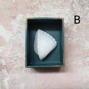 Sea Shell Curiosity Box Display - Etsy UK