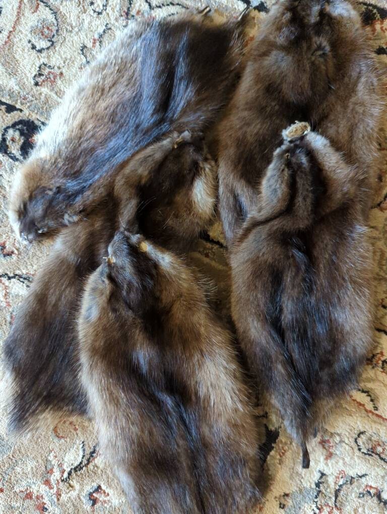 Muskrat Pelt - Etsy
