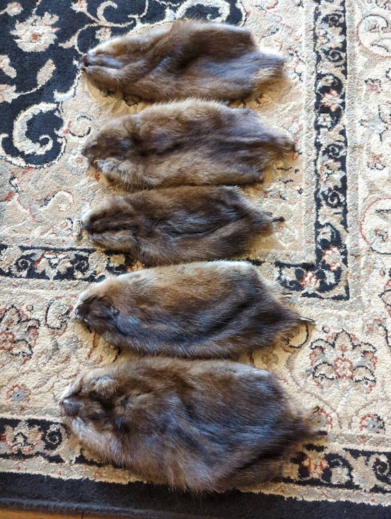 Muskrat Pelt - Etsy
