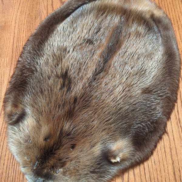 Beaver Pelt - Etsy