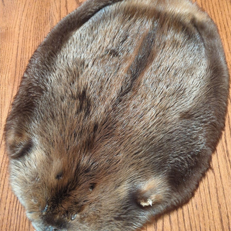 Beaver Pelt - Etsy