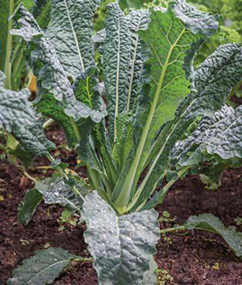 Kale Dinosaur Tuscan Italian Seeds - Etsy