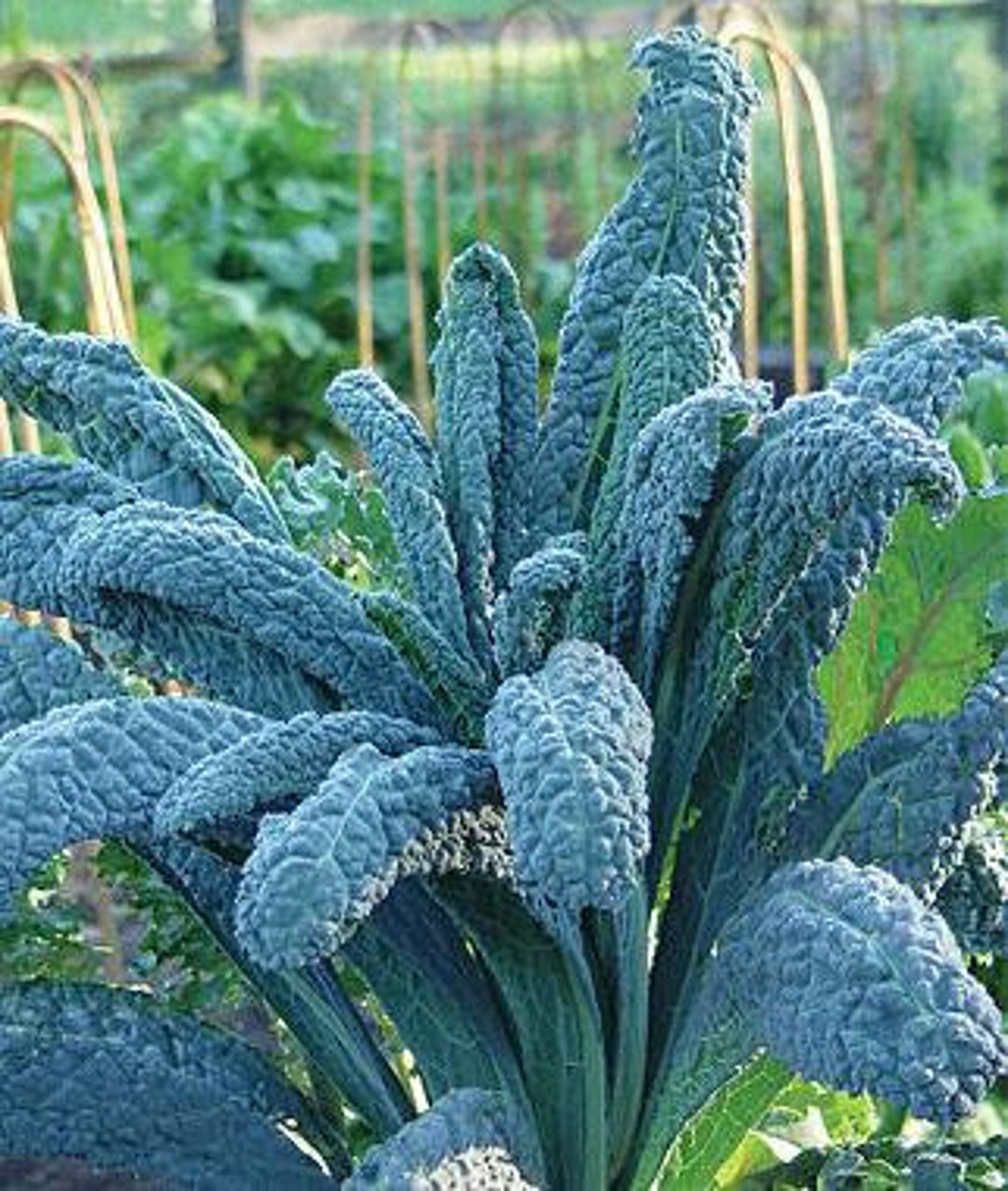 Kale Dinosaur Tuscan Italian Seeds - Etsy