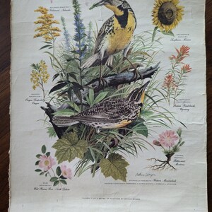 Arthur Singer Bird Prints Series 5,7,8,9 - Etsy