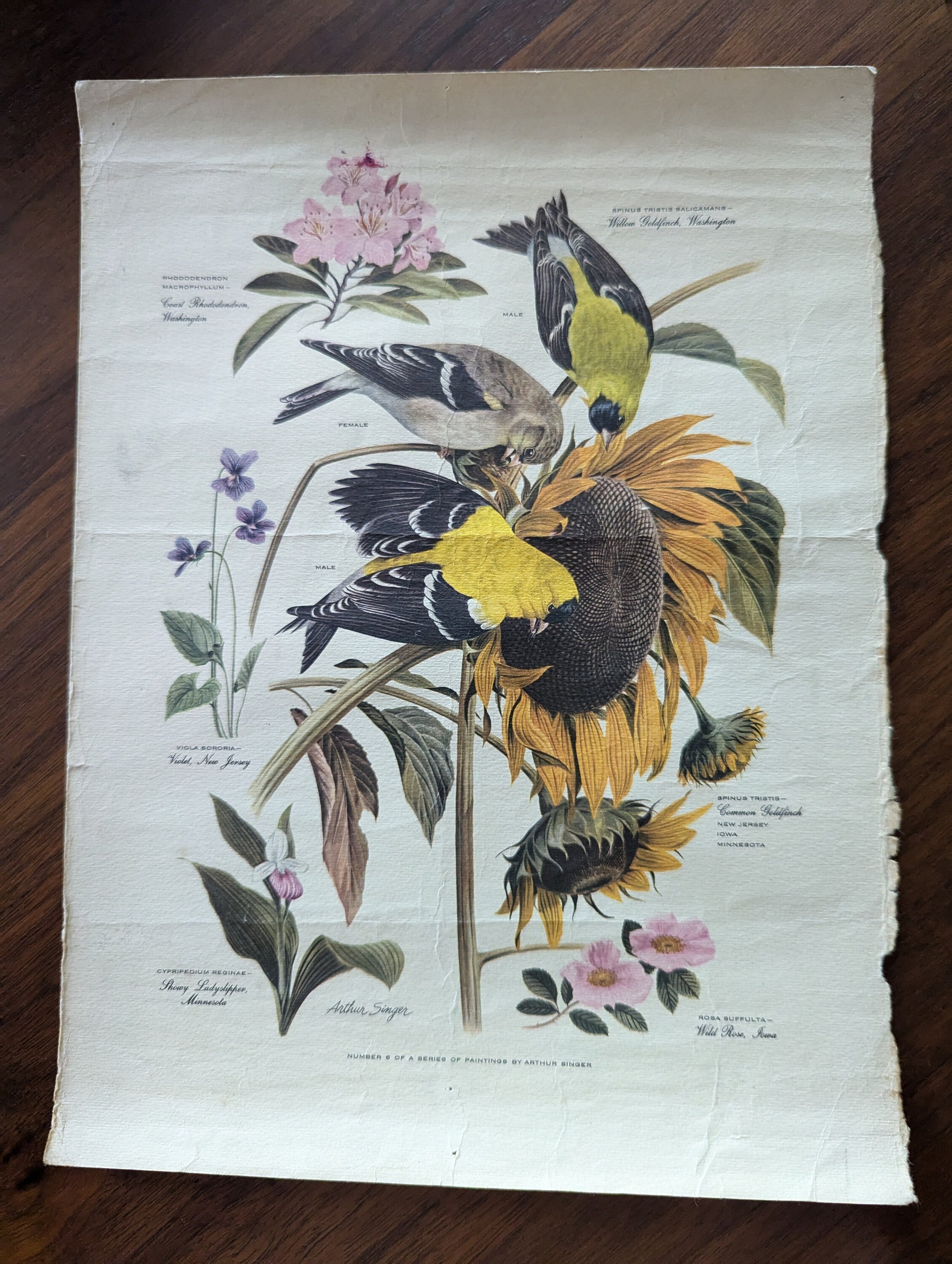 Arthur Singer Bird Prints Series 5,7,8,9 - Etsy