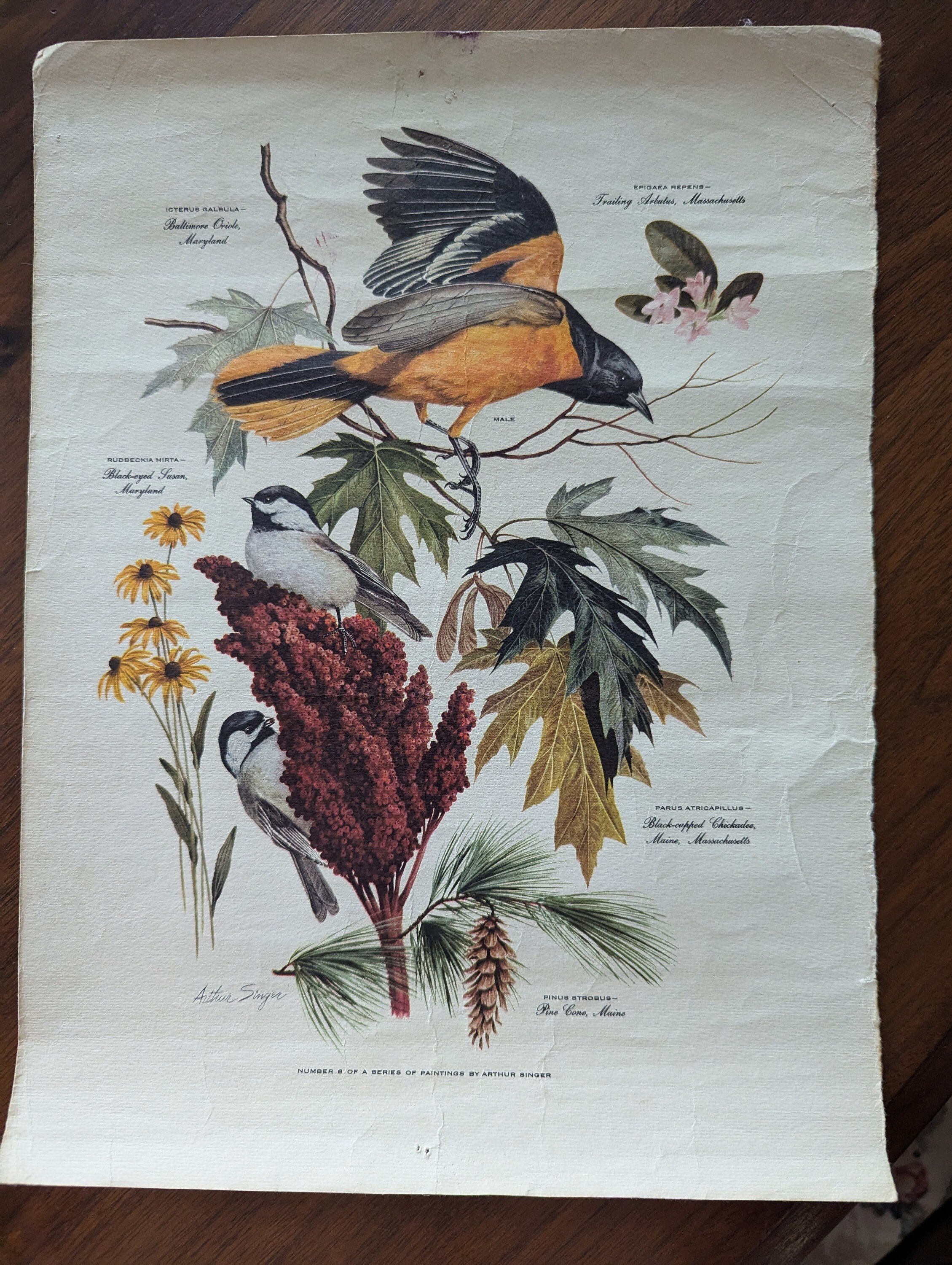 Arthur Singer Bird Prints Series 5,7,8,9 - Etsy