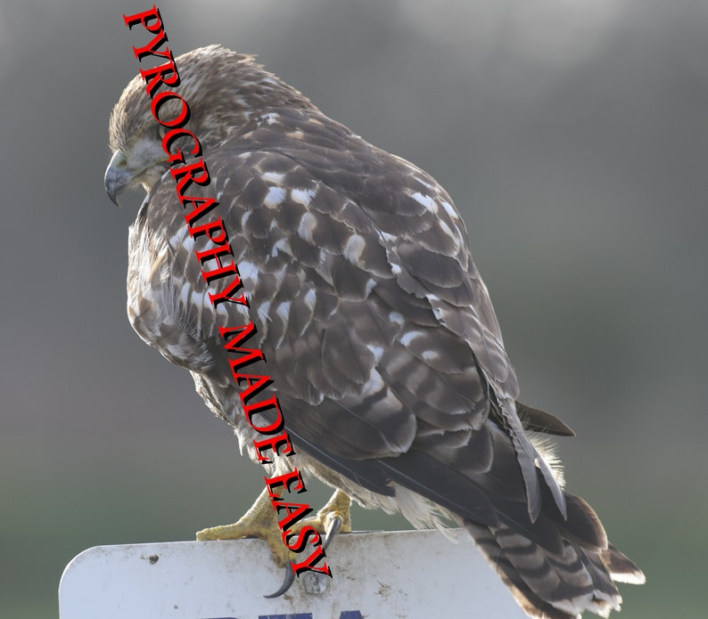 Perched Hawk Pyrography Pattern Wood Burning Pattern Digital Download ...