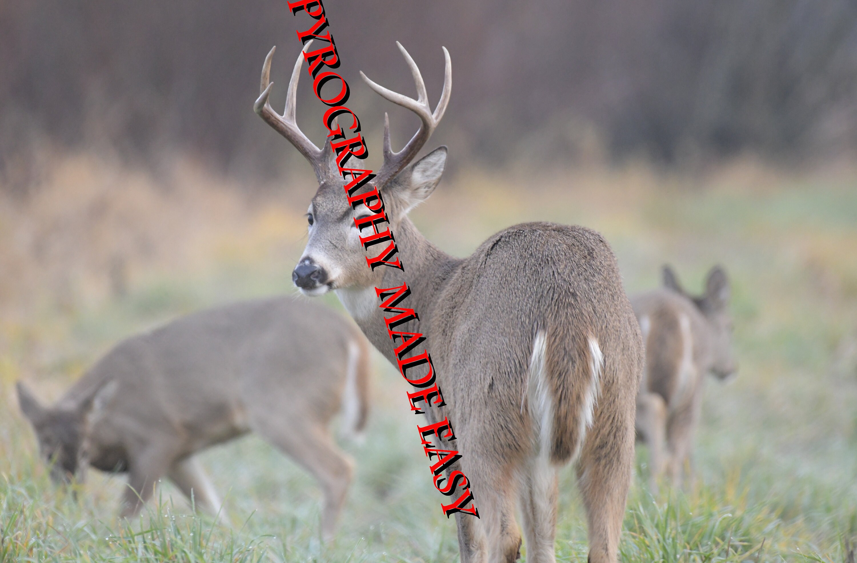 White Tailed Deer Pyrography Pattern Wood Burning Pattern Digital ...