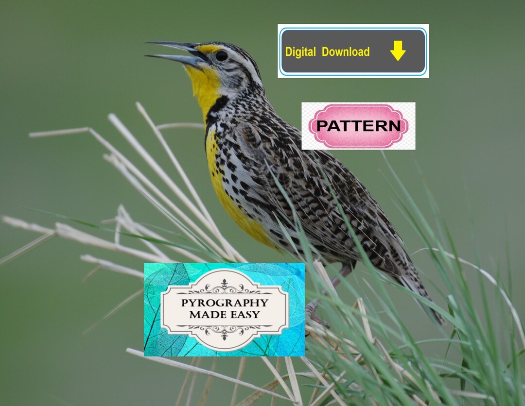 Meadowlark Bird Pyrography Pattern: Wood Burning Art Pattern (digital ...