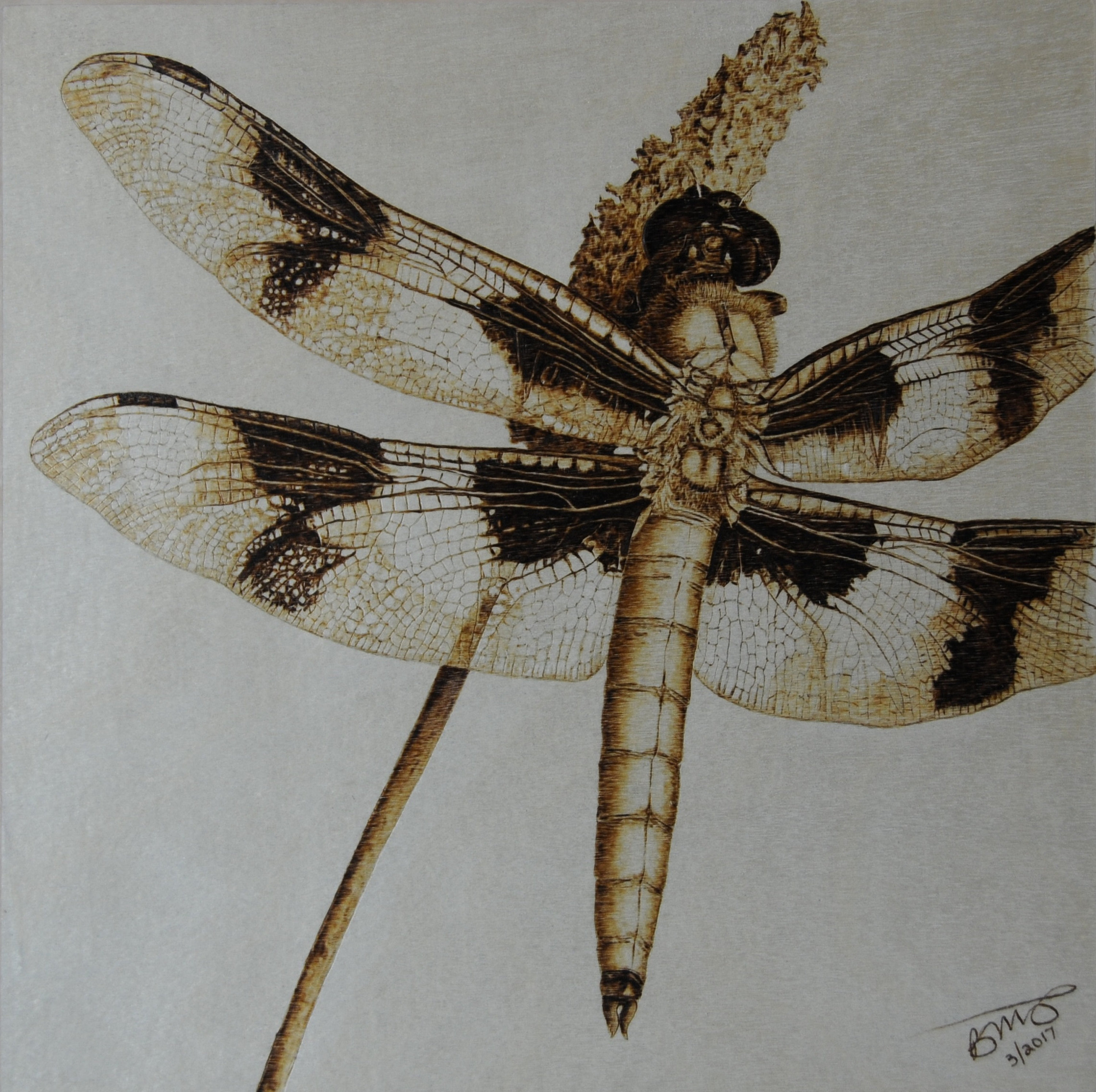 Dragonfly Pyrography Pattern: Wood Burning Art Pattern (digital ...