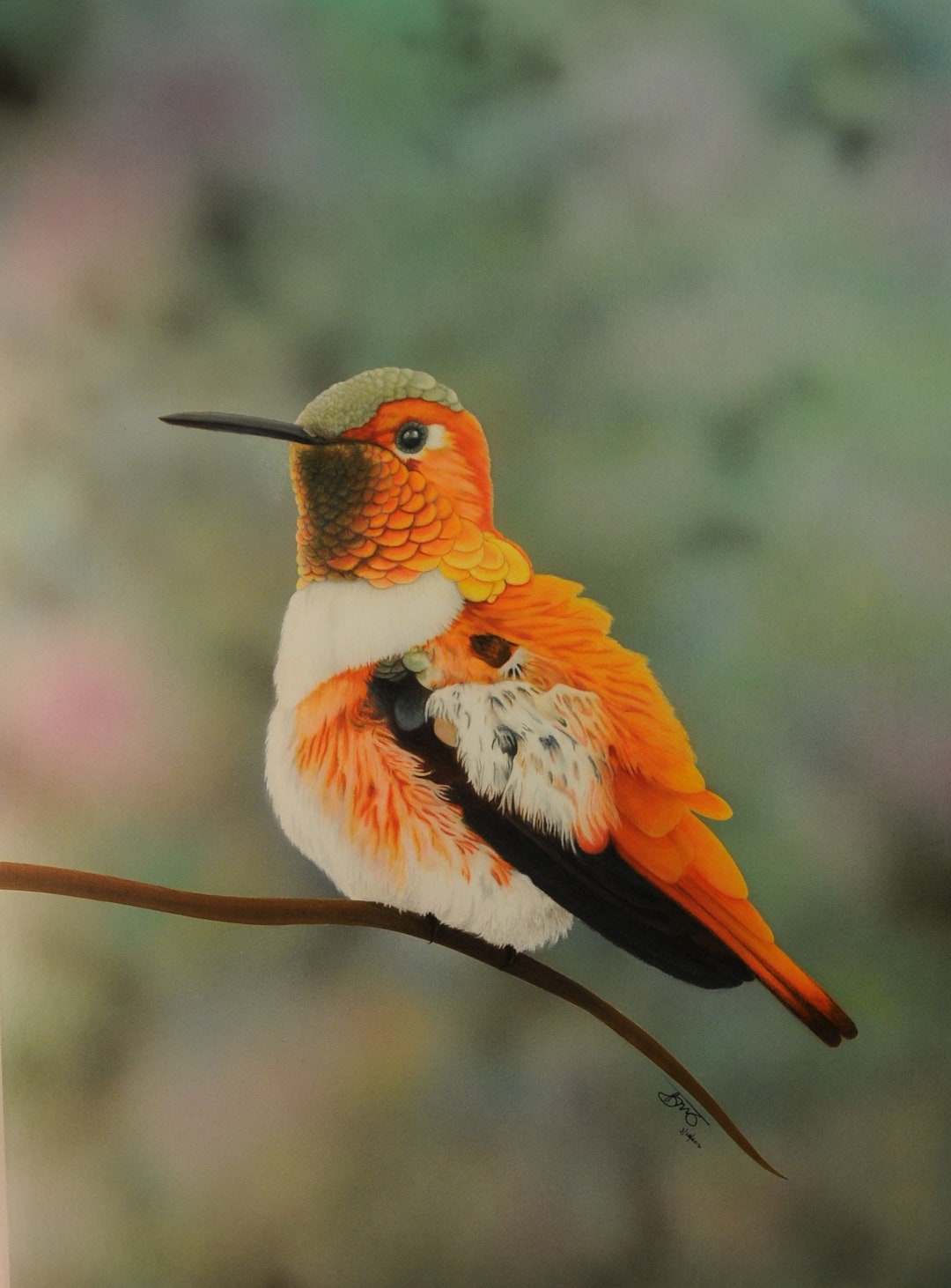 Rufus Hummingbird Pyrography Pattern Wood Burning Pattern Digital ...