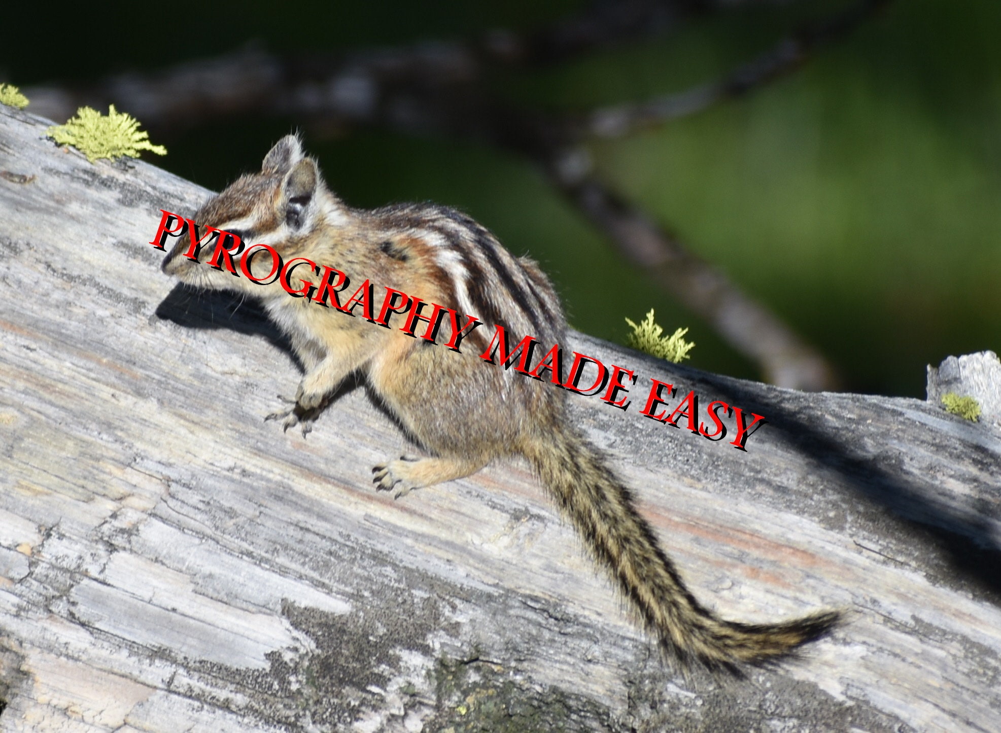Chipmunk Pyrography Pattern Wood Burning Pattern Digital Download ...