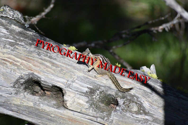 Chipmunk Pyrography Pattern Wood Burning Pattern Digital Download ...