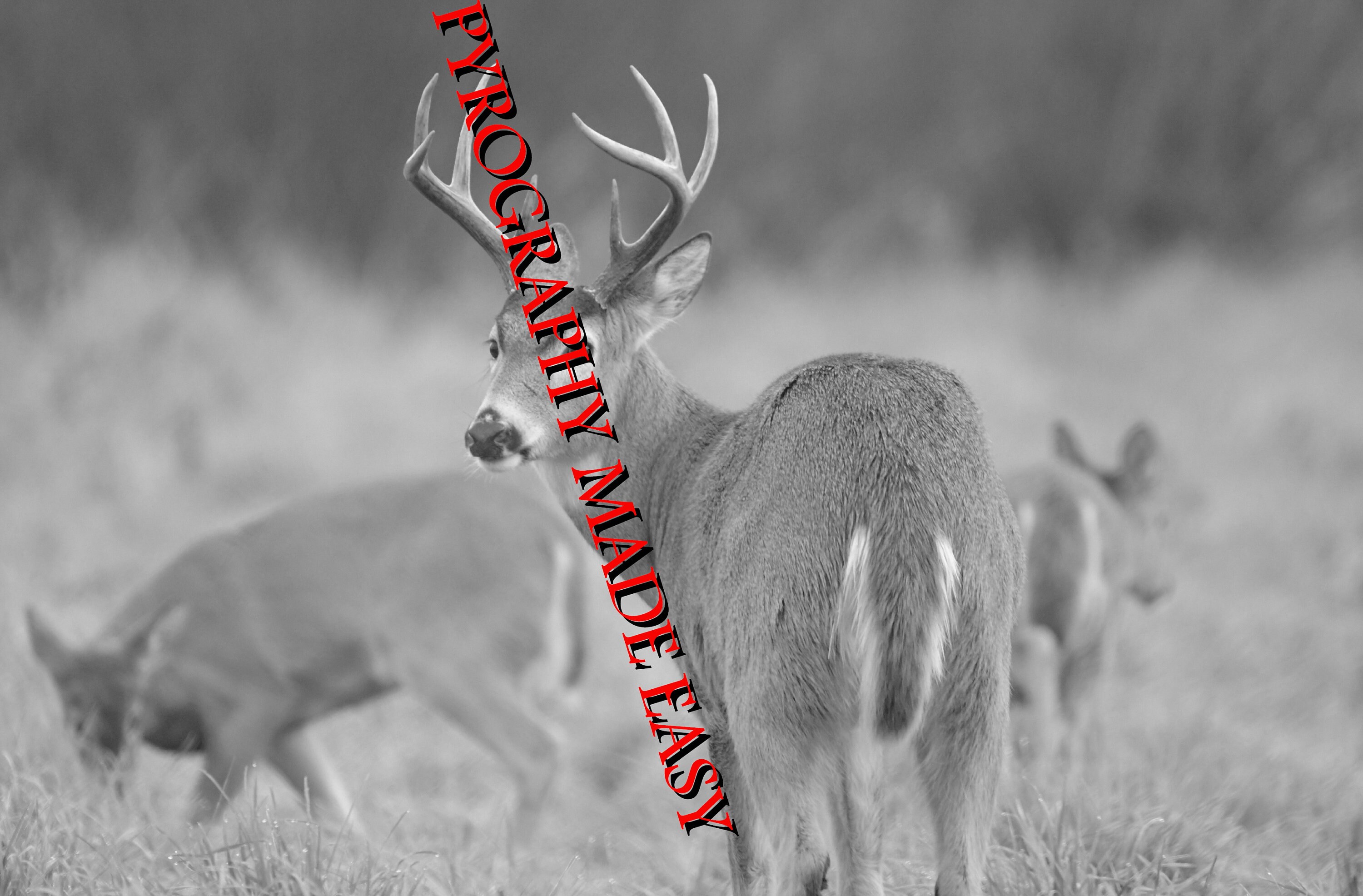 White Tailed Deer Pyrography Pattern Wood Burning Pattern Digital ...