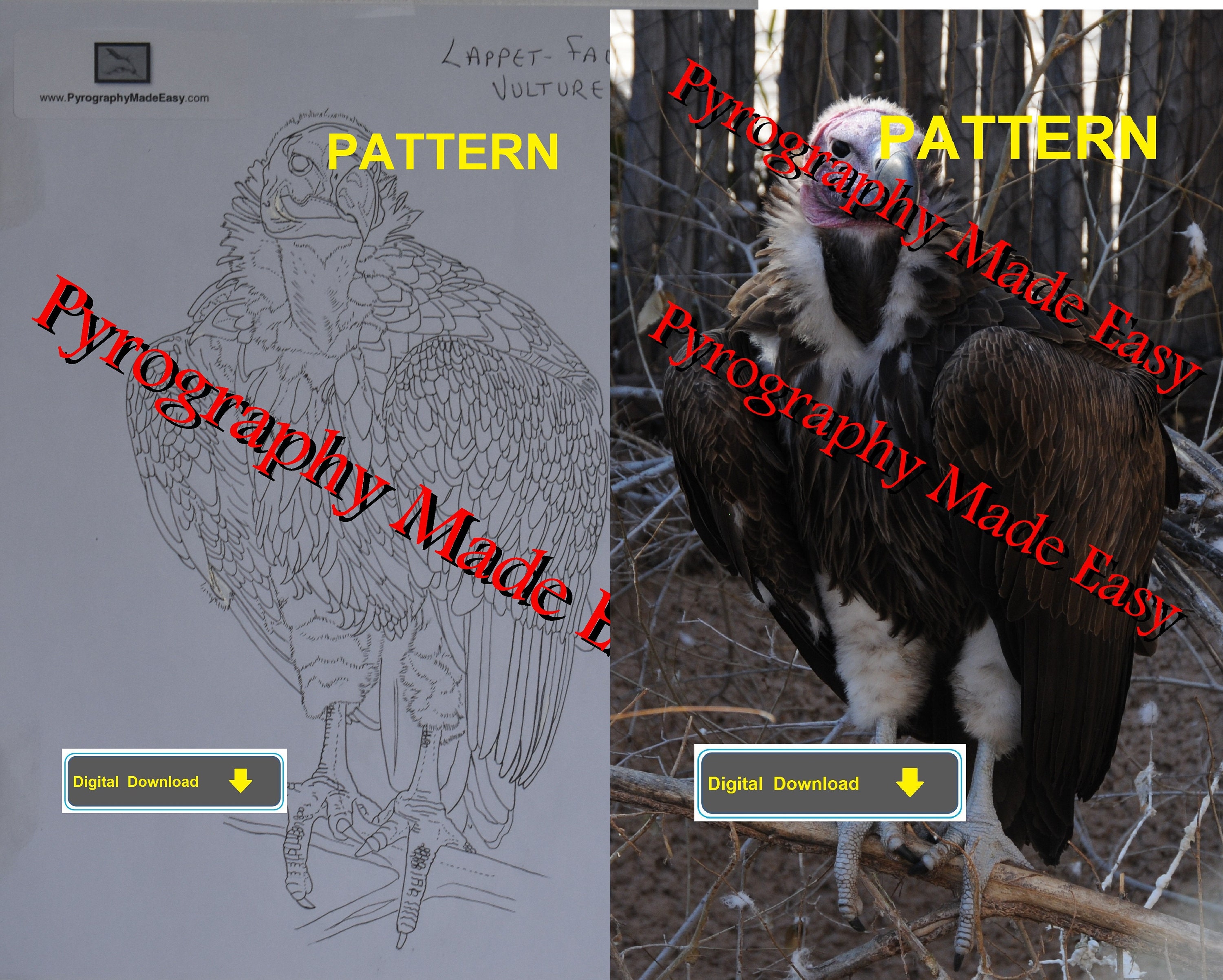 Lappet-faced Vulture Pyrography Pattern Wood Burning Pattern Digital ...