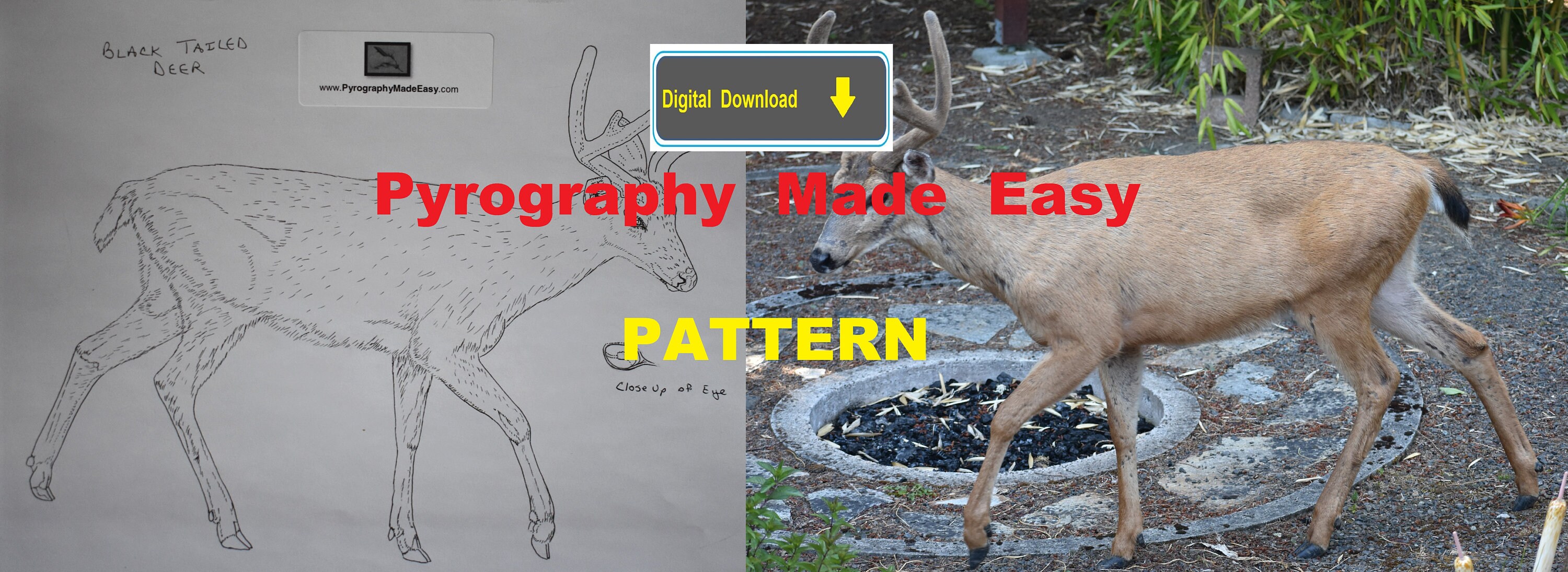 Black Tailed Deer Buck Pyrography Pattern Wood Burning Pattern Digital ...