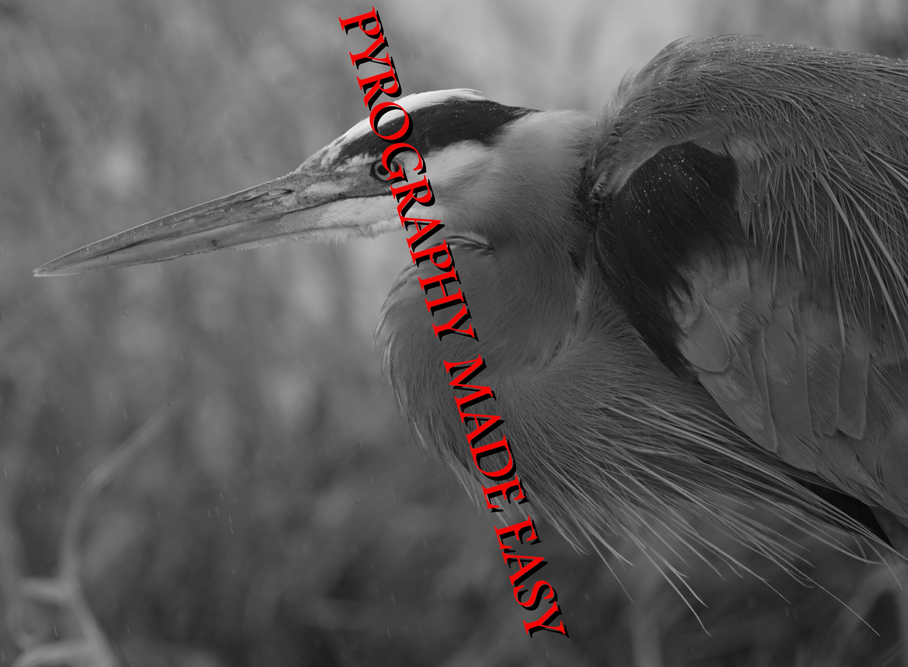 Great Blue Heron Pyrography Pattern Wood Burning Pattern Digital ...
