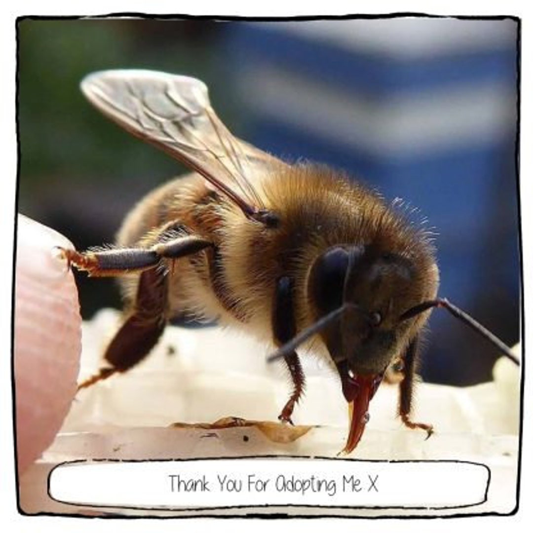Adopt a Bee - Adopt a Bee Certificate Direct From UK Beekeepers - Etsy
