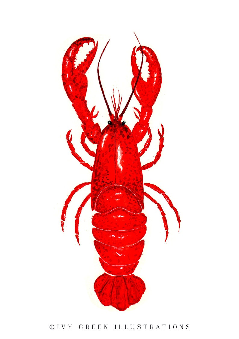 Aquarel kreeft print Kreeft Tekening Waterverf Zee Poster - Etsy Nederland