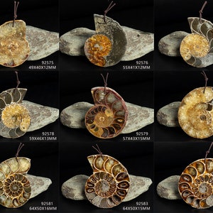 AAA Genuine Natural Conch Fossil Shell Pendant Whelk Shape Ammonite Top ...