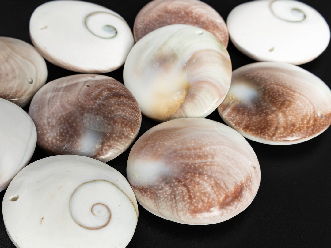 Genuine Natural White-brown Rounded Shape Sun Shell Fossil AA Quality ...