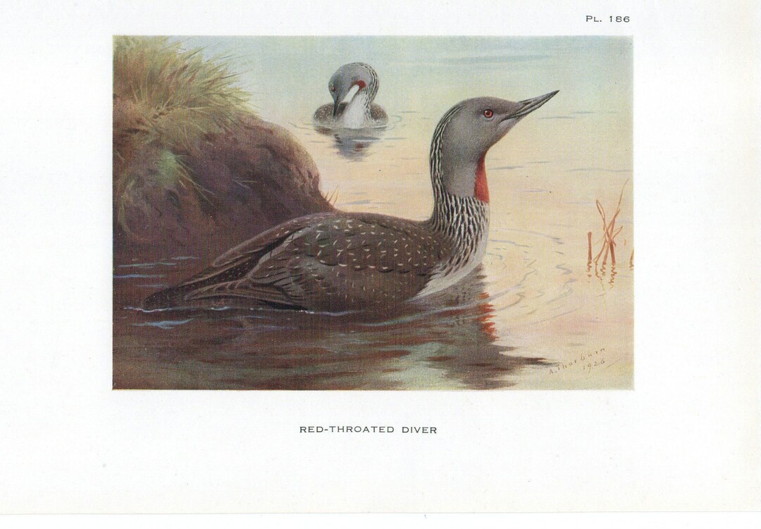 Red-throated Diver Illustration by Archibald Thorburn - Etsy