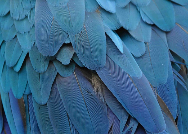 Blue Peacock Feather 3D Wall Mural, Peel and Stick Wallpaper - Etsy